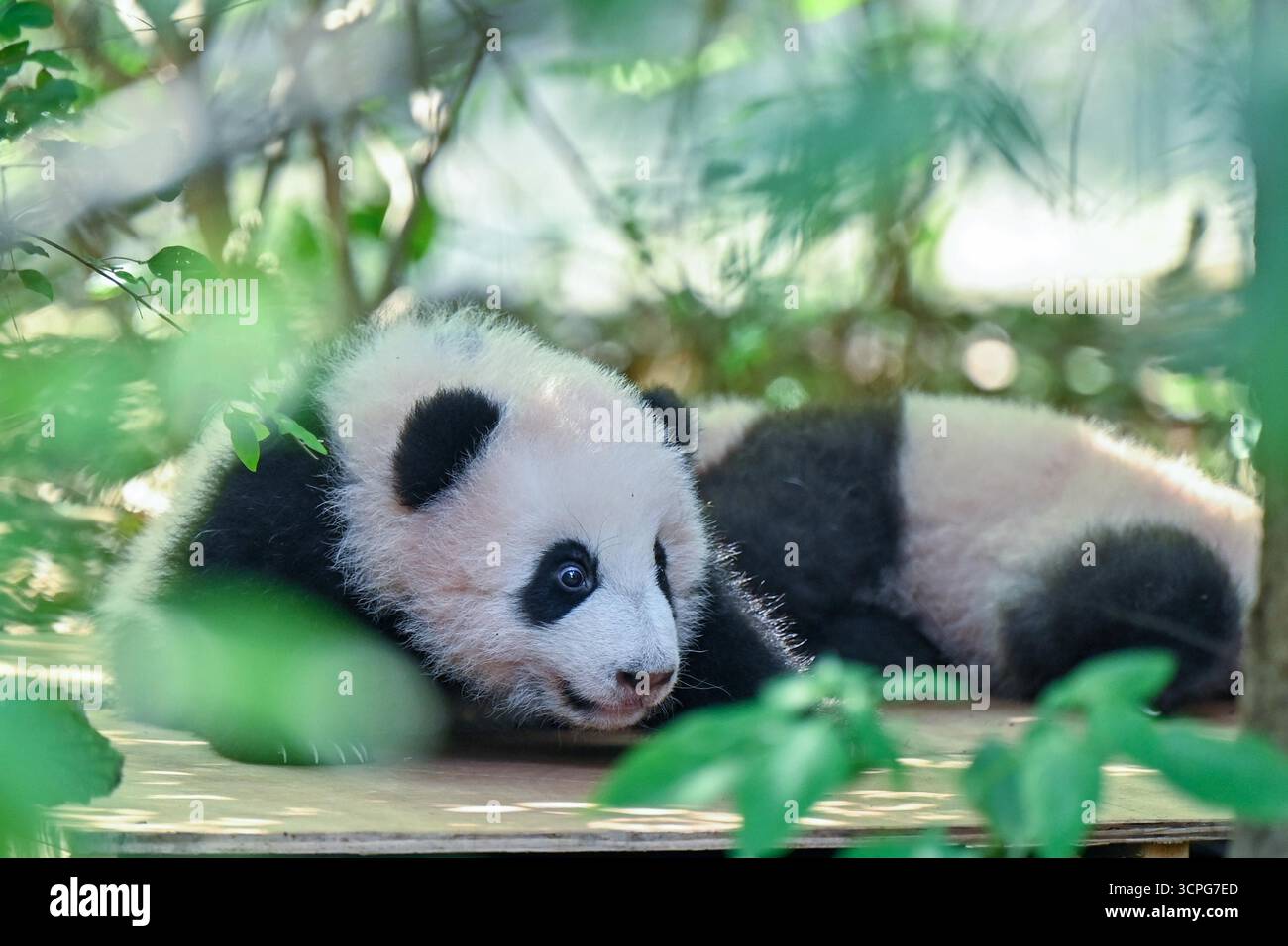 Giant panda cubs make debut in Chengdu City, southwest China's Sichuan ...