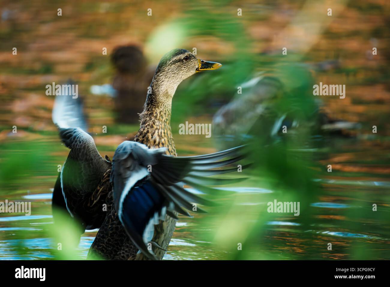 Duck flapping wings seen thru tall grass hi-res stock photography and ...