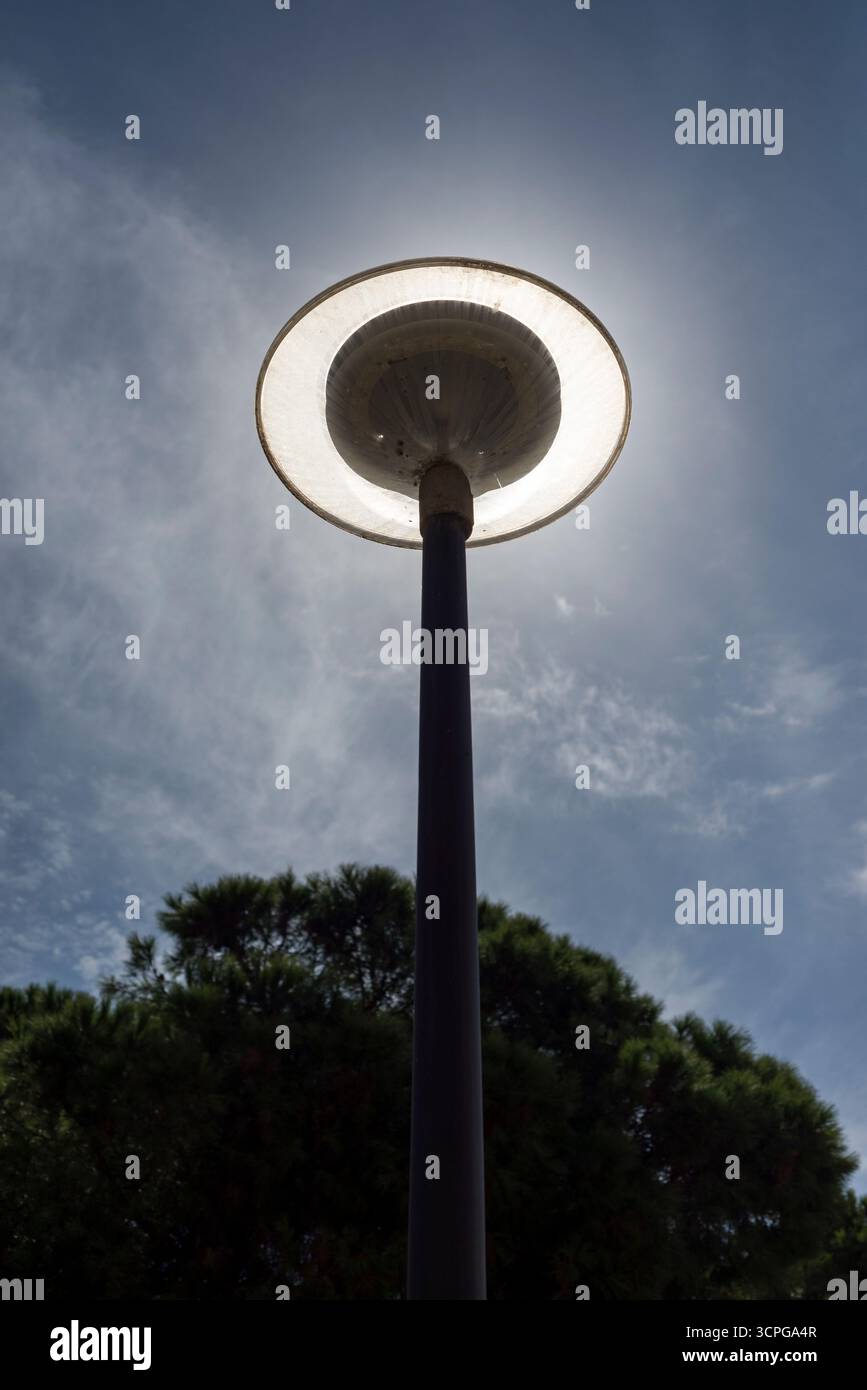 Pine disc hi-res stock photography and images - Alamy