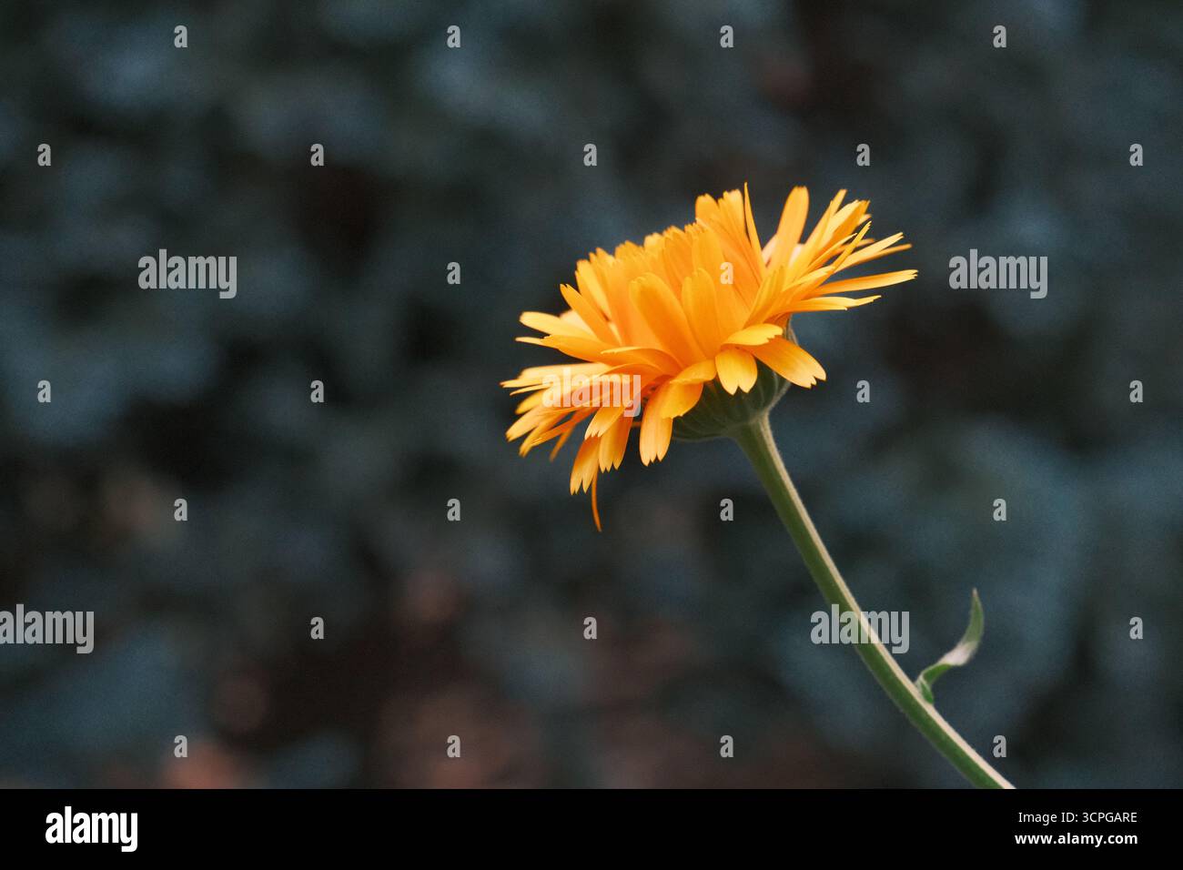 Golden yellow flower heads hi-res stock photography and images - Alamy