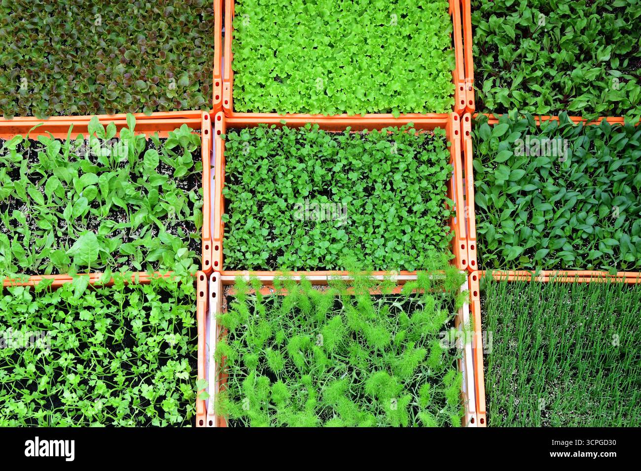 Several vegetable plants from the M du Tilleul company seen at the Tech ...
