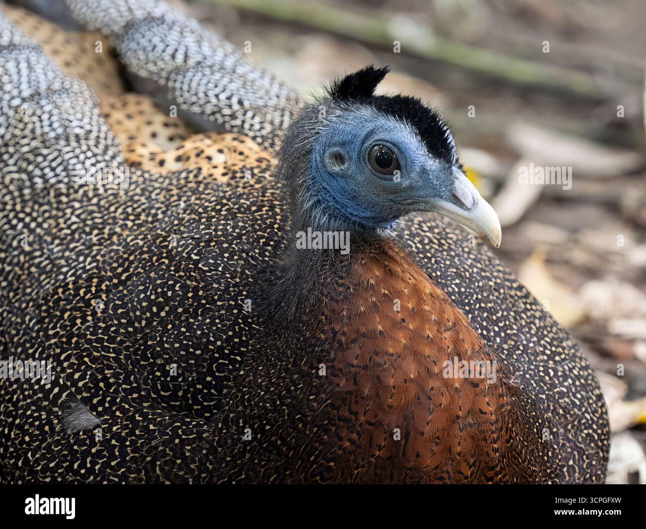 Great Argus Pheasant (Argusianus argus) Bali Bird Park, Indonesia ...
