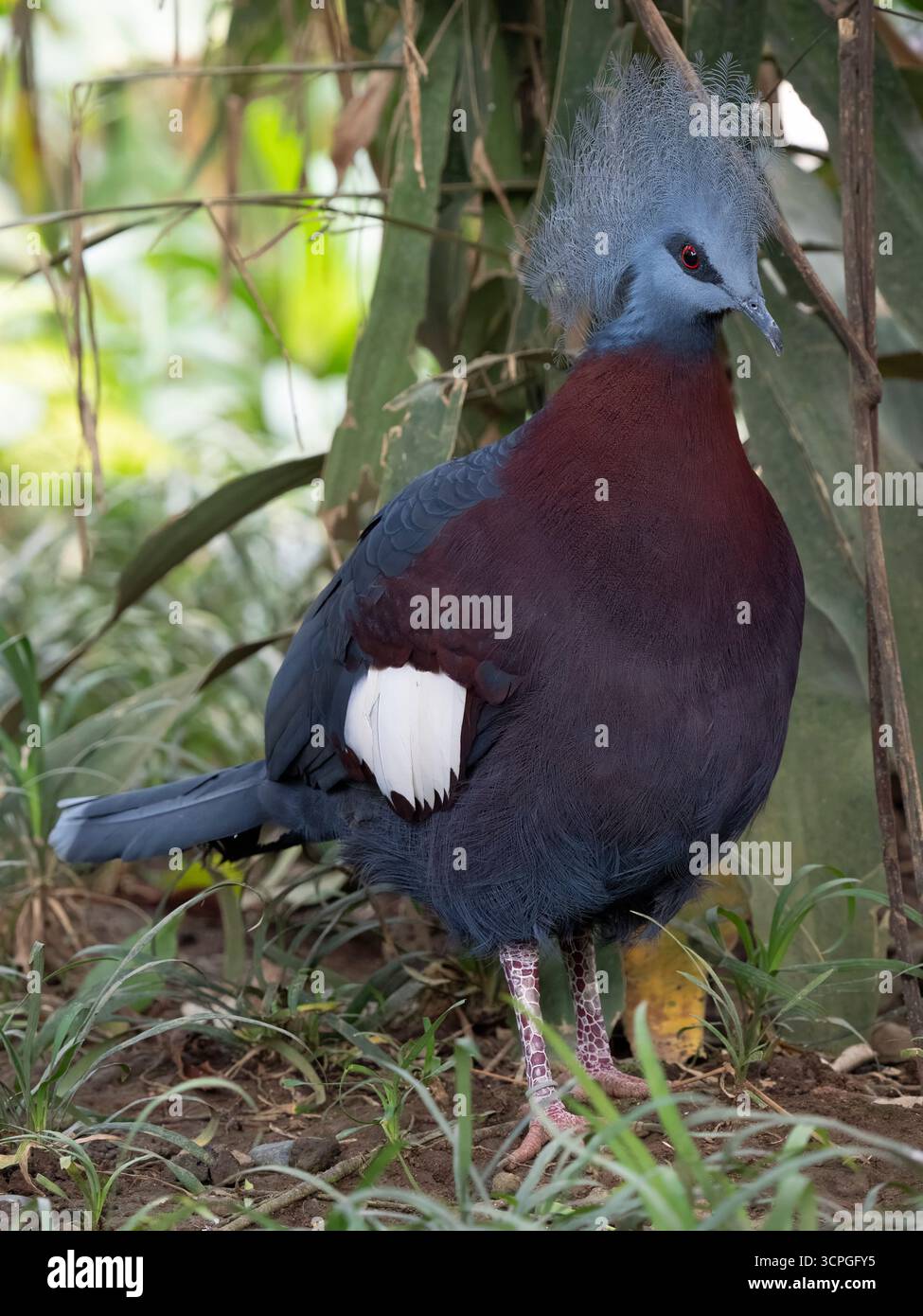 Western Crowned Pigeon (Goura cristata) Bali Bird Park, Indonesia ...