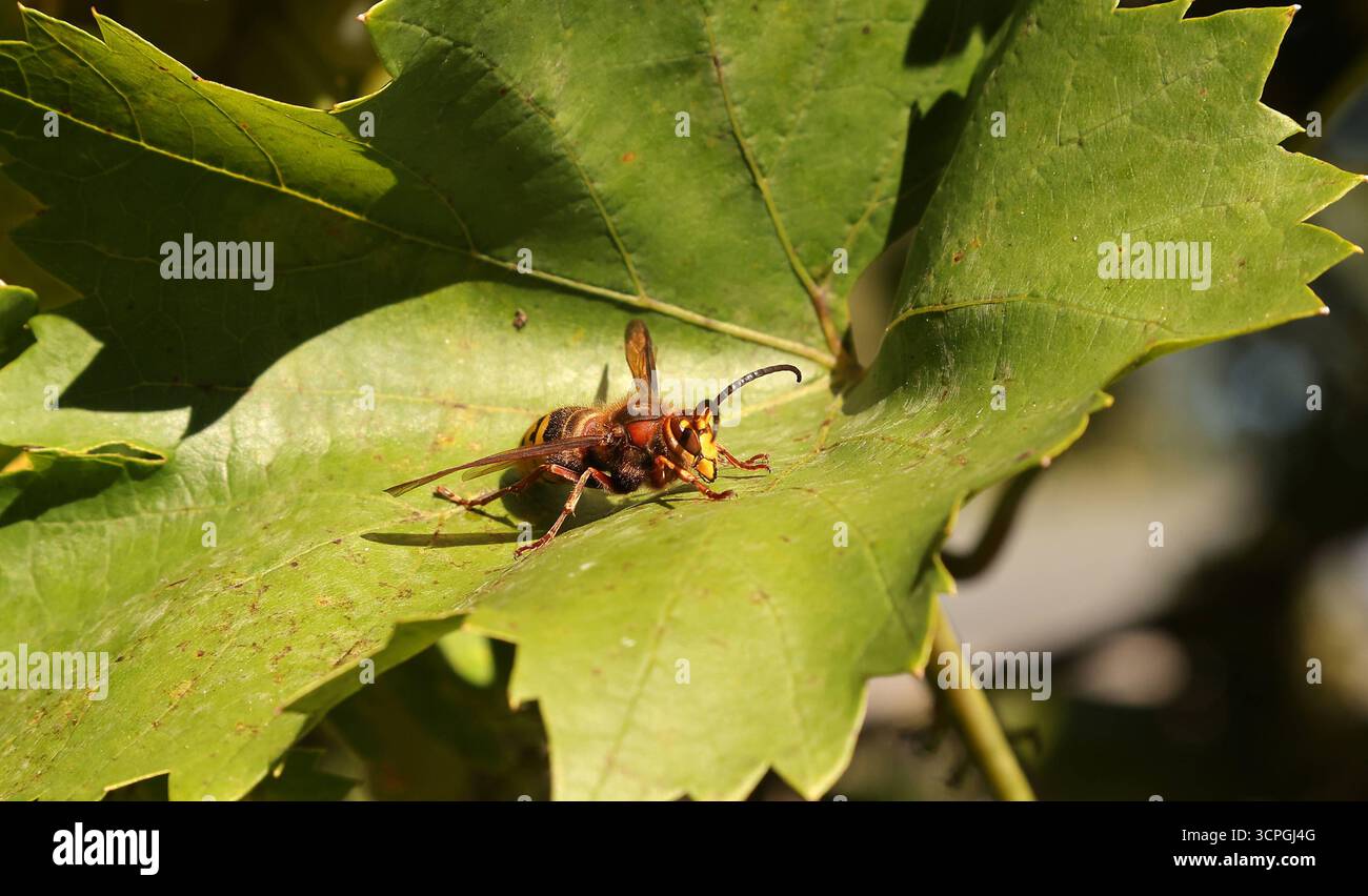 Europäische Hornisse Europäische Hornisse Vespa crabro auf einem ...