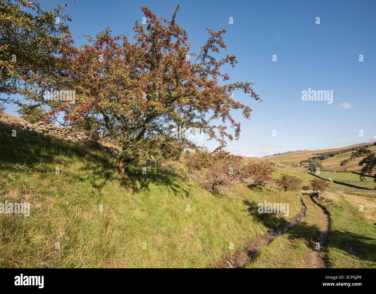 Hawthorn crataegus monogyna is a common hedgerow tree that blooms hi ...
