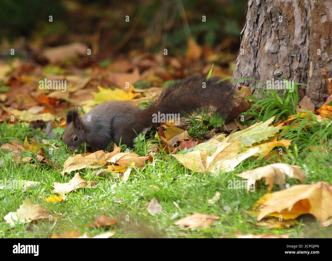 a squirrel, a small rodent with a long bushy tail a squirrel, a small ...