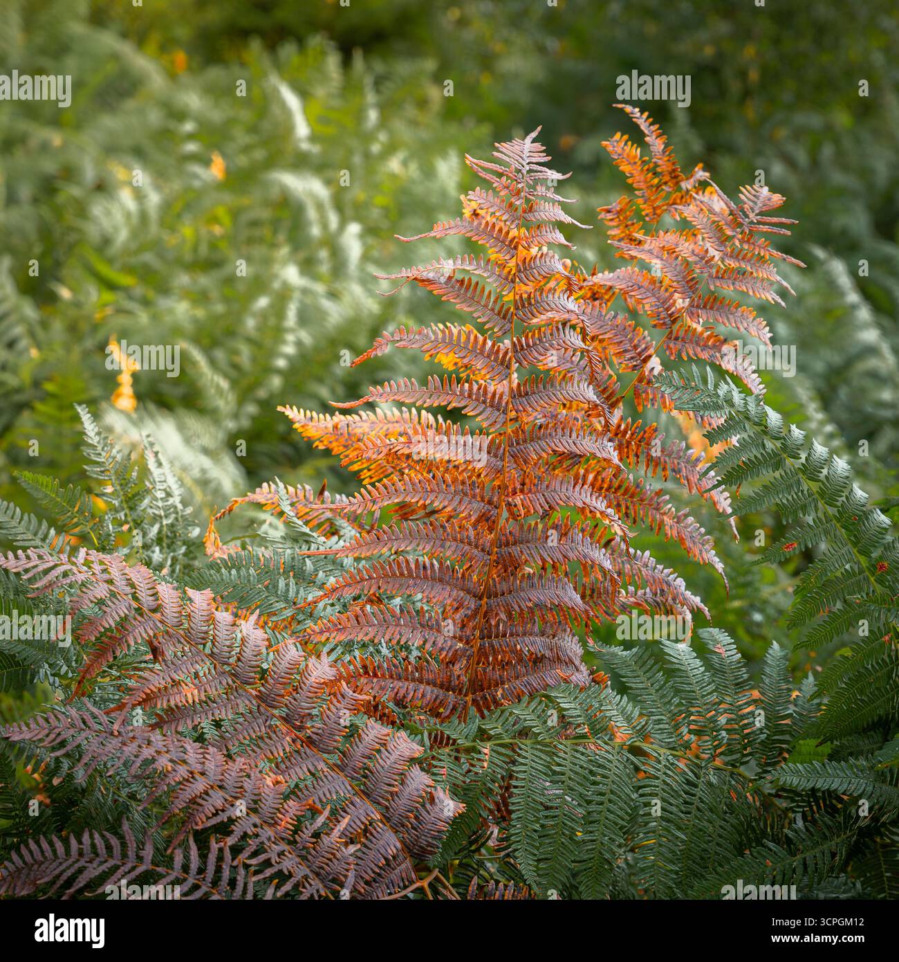 Golden fern in sunlight hi-res stock photography and images - Alamy