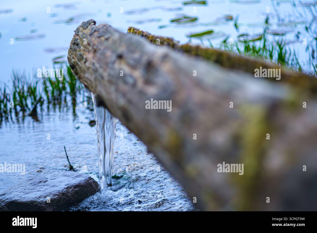 Water flows into the water from the tree trunk. Ecological water source ...