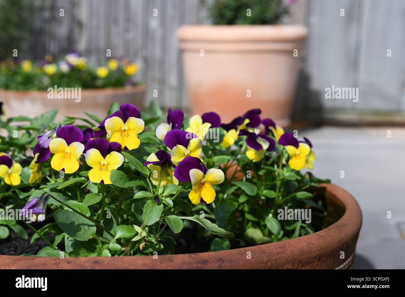 Winter viola container hi-res stock photography and images - Alamy