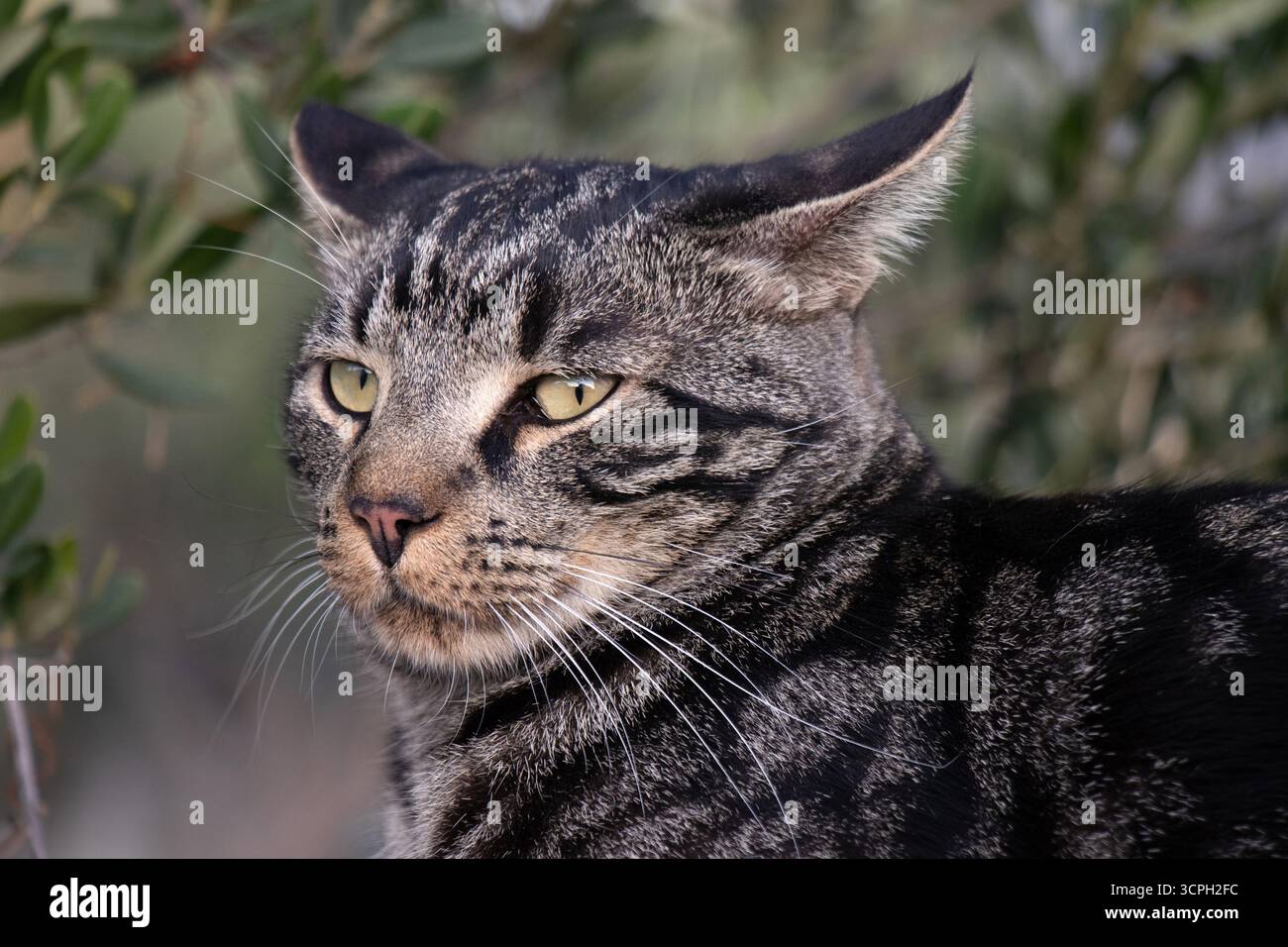 Close up portrait cat hi-res stock photography and images - Alamy