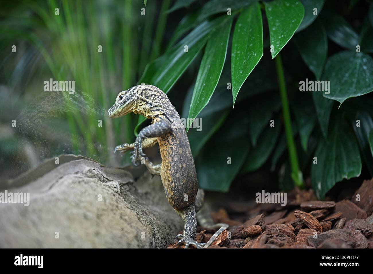 26 September 2026, Saxony, Leipzig: A young Komodo dragon sits in the ...