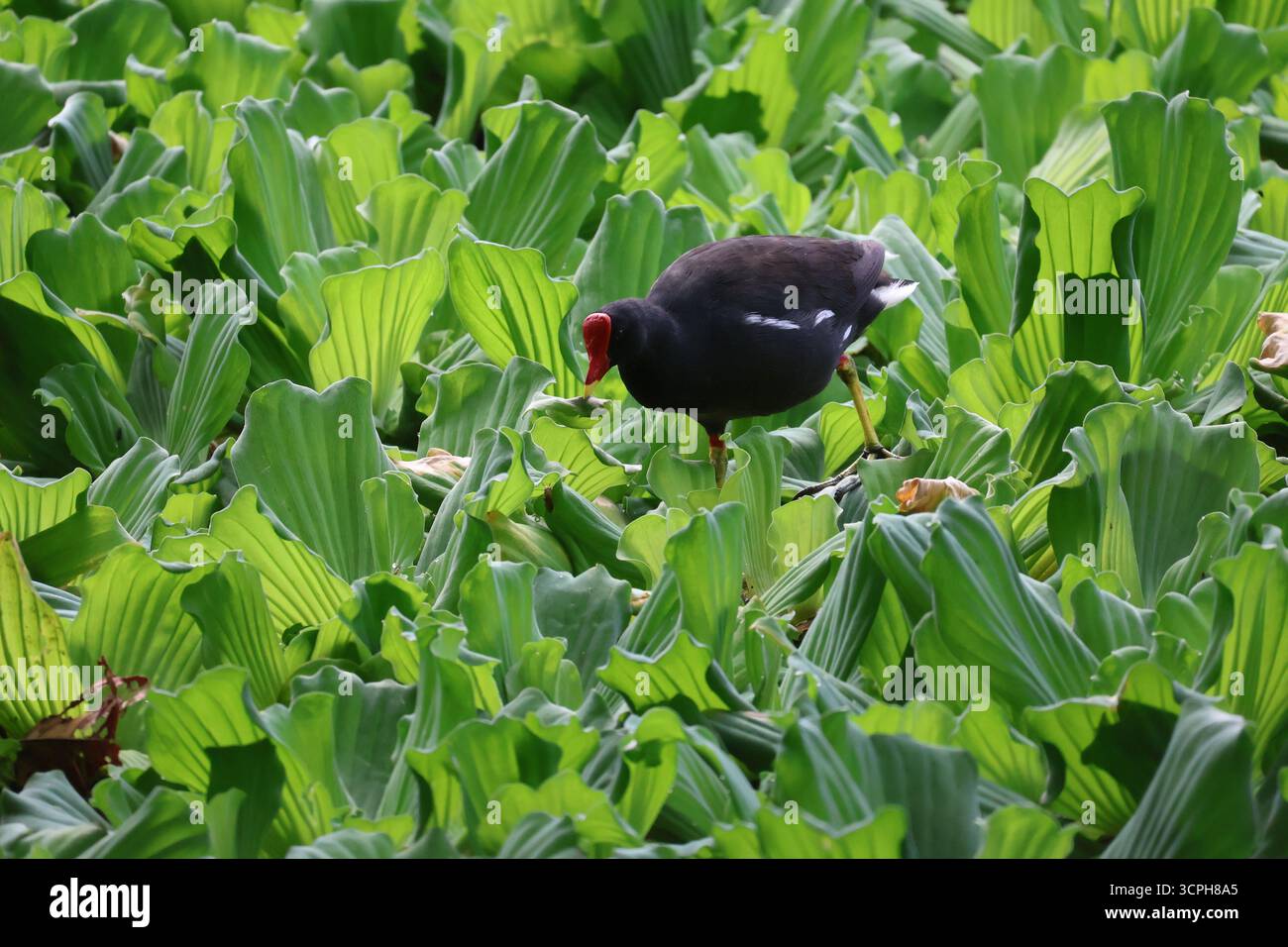 Water lettuce common floating hi-res stock photography and images - Alamy