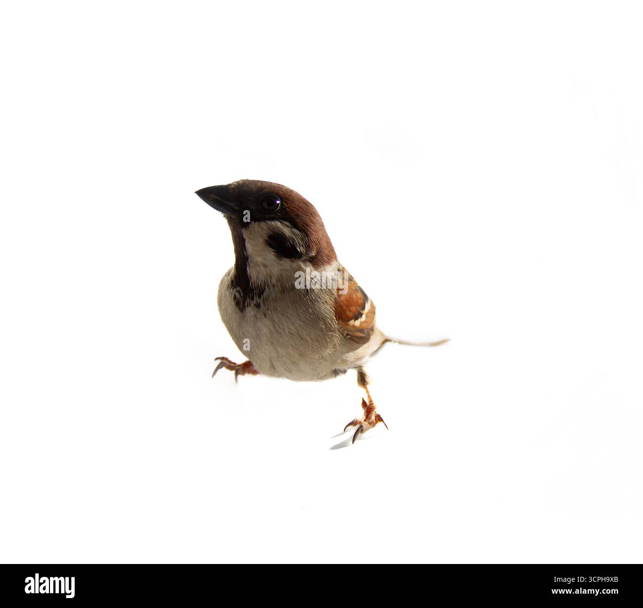 Sparrow standing in garden Cut Out Stock Images & Pictures - Alamy