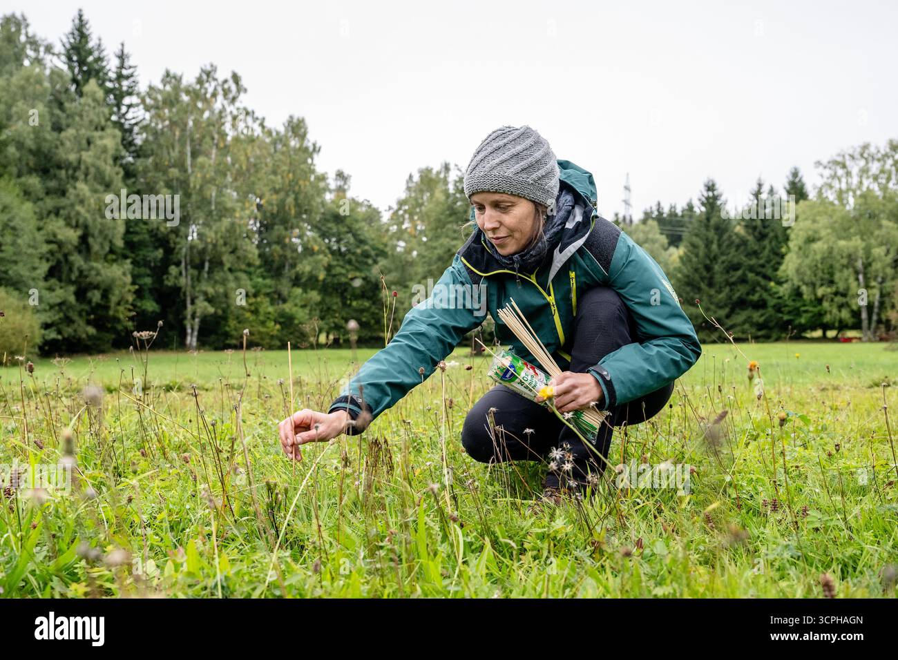 Field gentian (Gentianella campestris) in Krkonose National Park in ...
