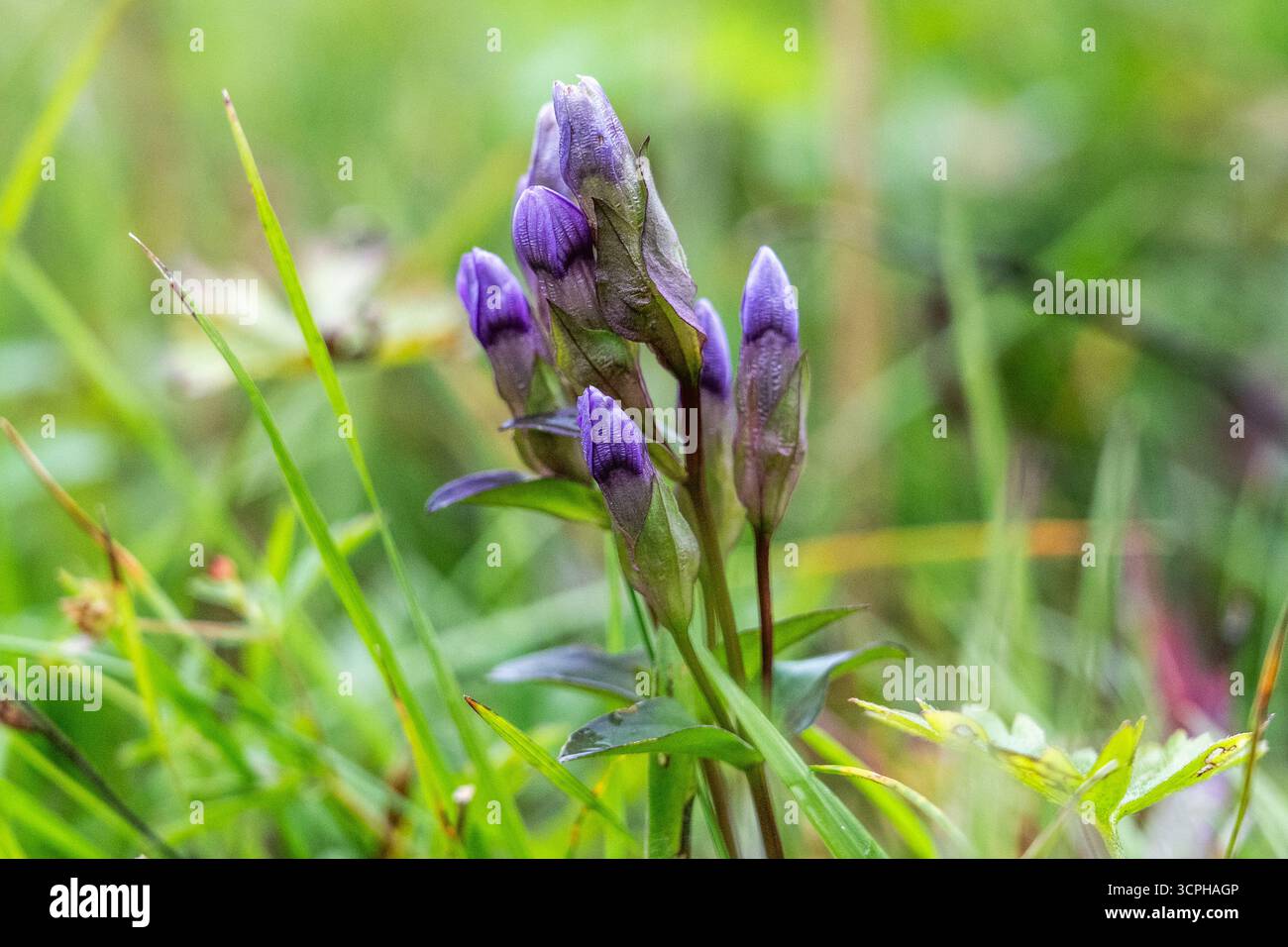 Field gentian (Gentianella campestris) in Krkonose National Park in ...