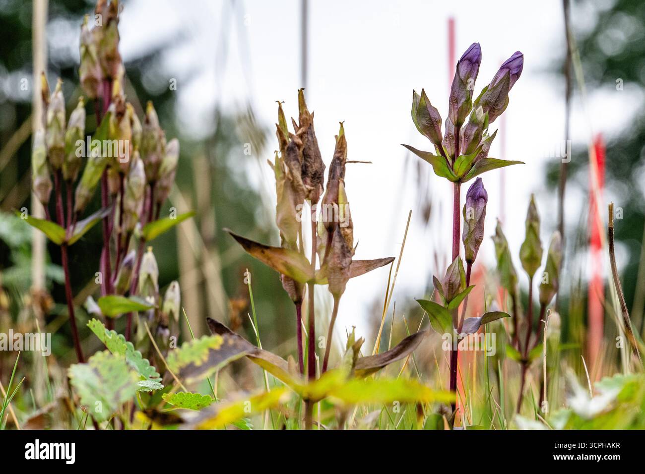 Field gentian (Gentianella campestris) in Krkonose National Park in ...