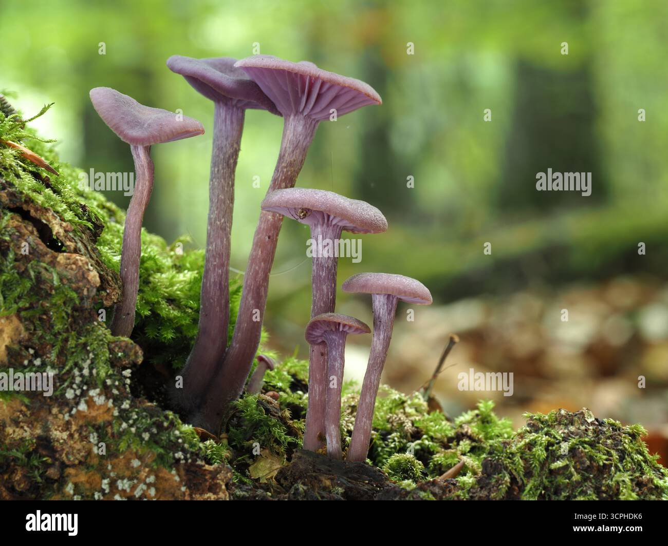 Violette Lacktrichterlinge, Laccaria amethystina sind typische ...