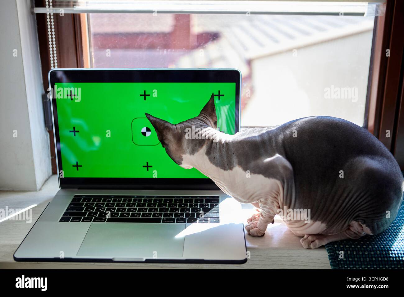 Laptop displaying green screen chroma hi-res stock photography and ...