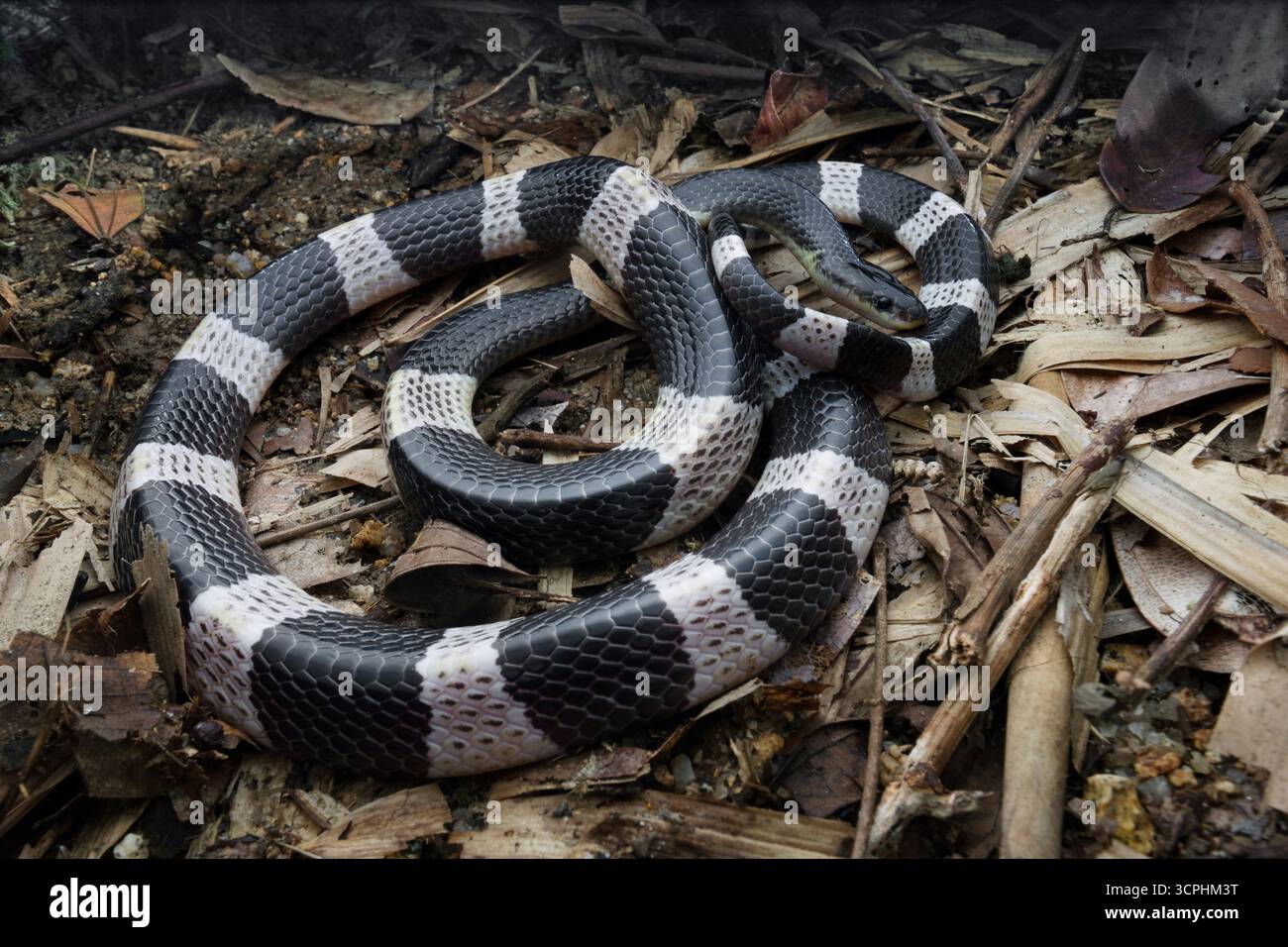 Malayan Krait, or Blue Krait in forest floor, on dead leaves. The venom ...