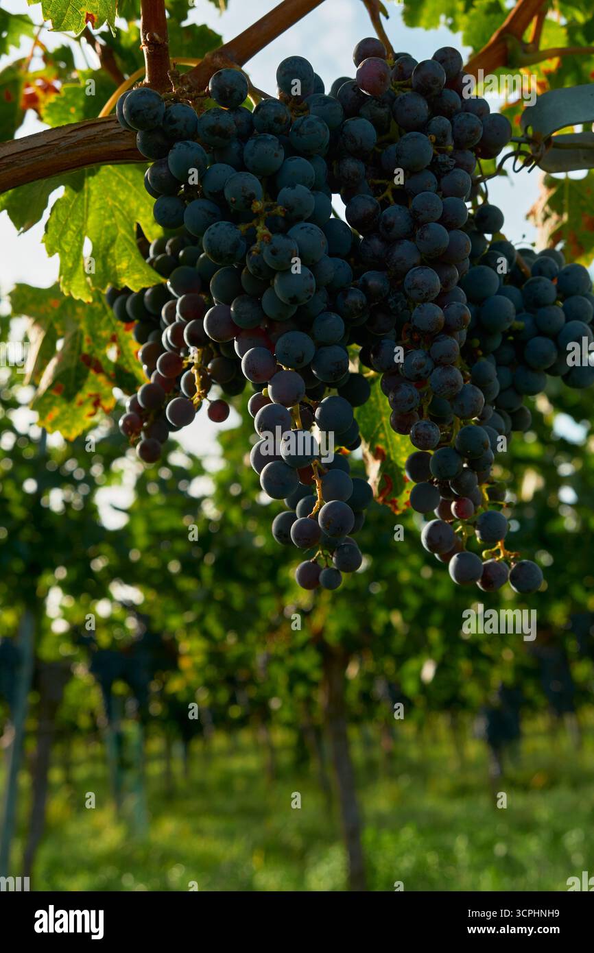 Vertical view of juicy red grape clusters with vineyard rows extending ...