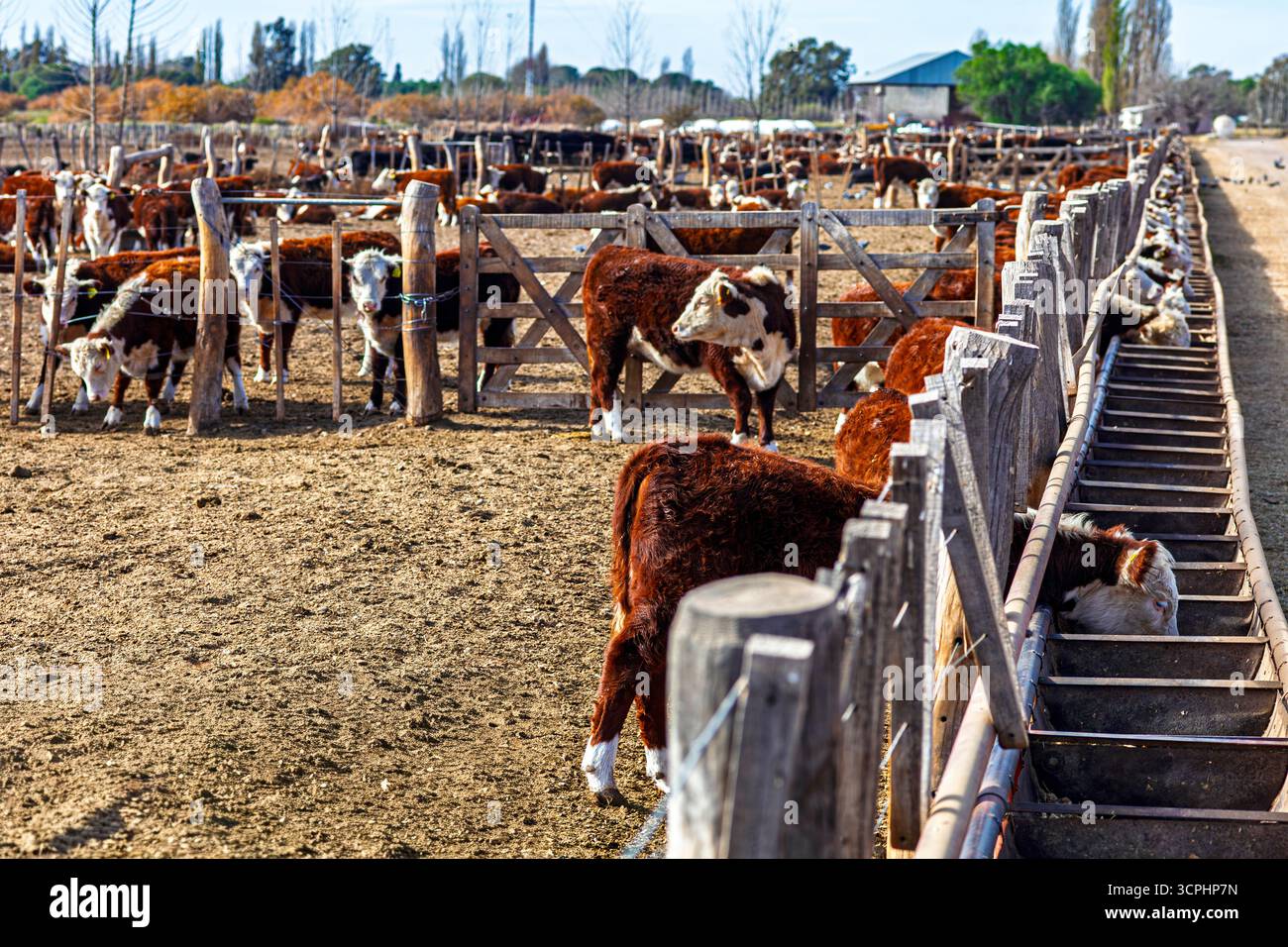 Hereford cattle farm, confined cattle Stock Photo - Alamy