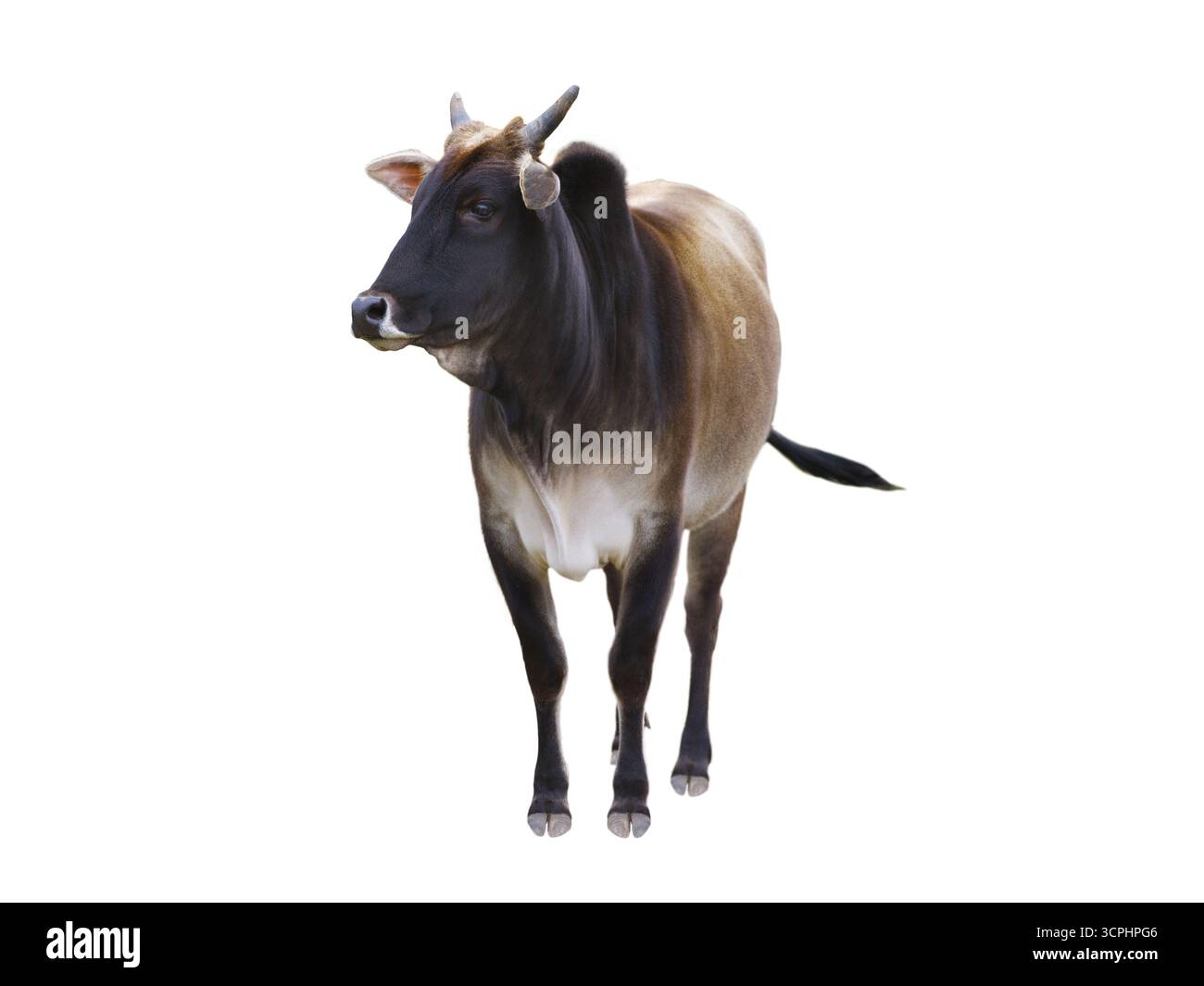 Adorable cow isolated on Cut Out Stock Images & Pictures - Alamy