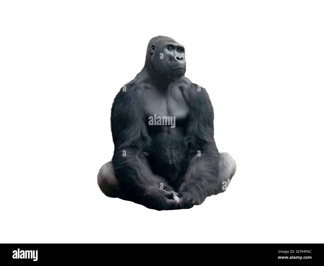 Western lowland gorilla african Cut Out Stock Images & Pictures - Alamy