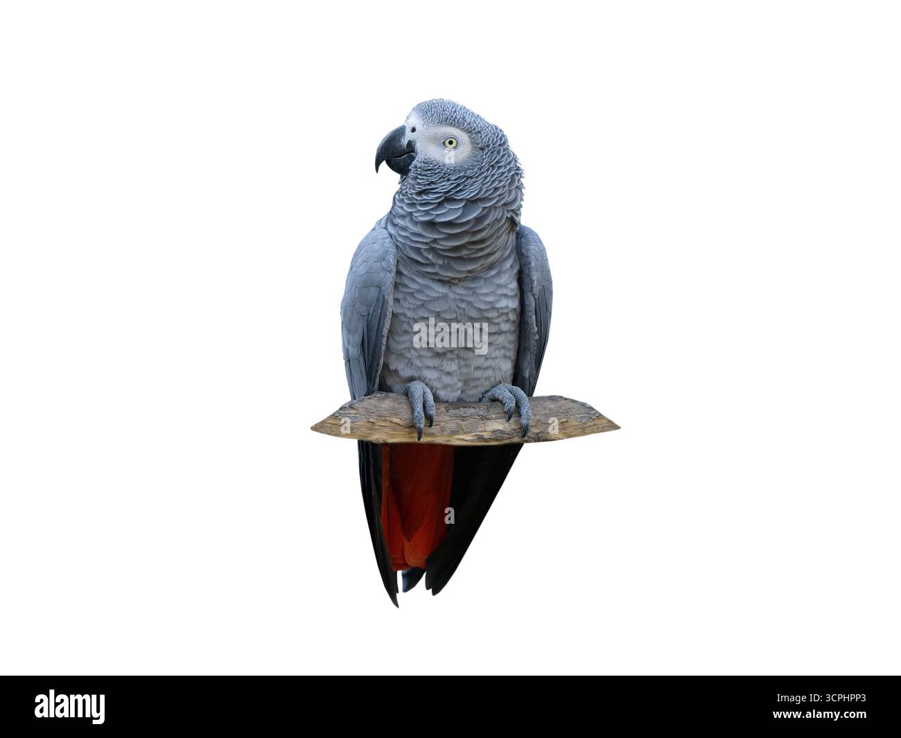 Grey parrot Cut Out Stock Images & Pictures - Alamy