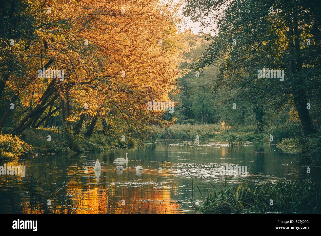 Swans magical scene hi-res stock photography and images - Alamy