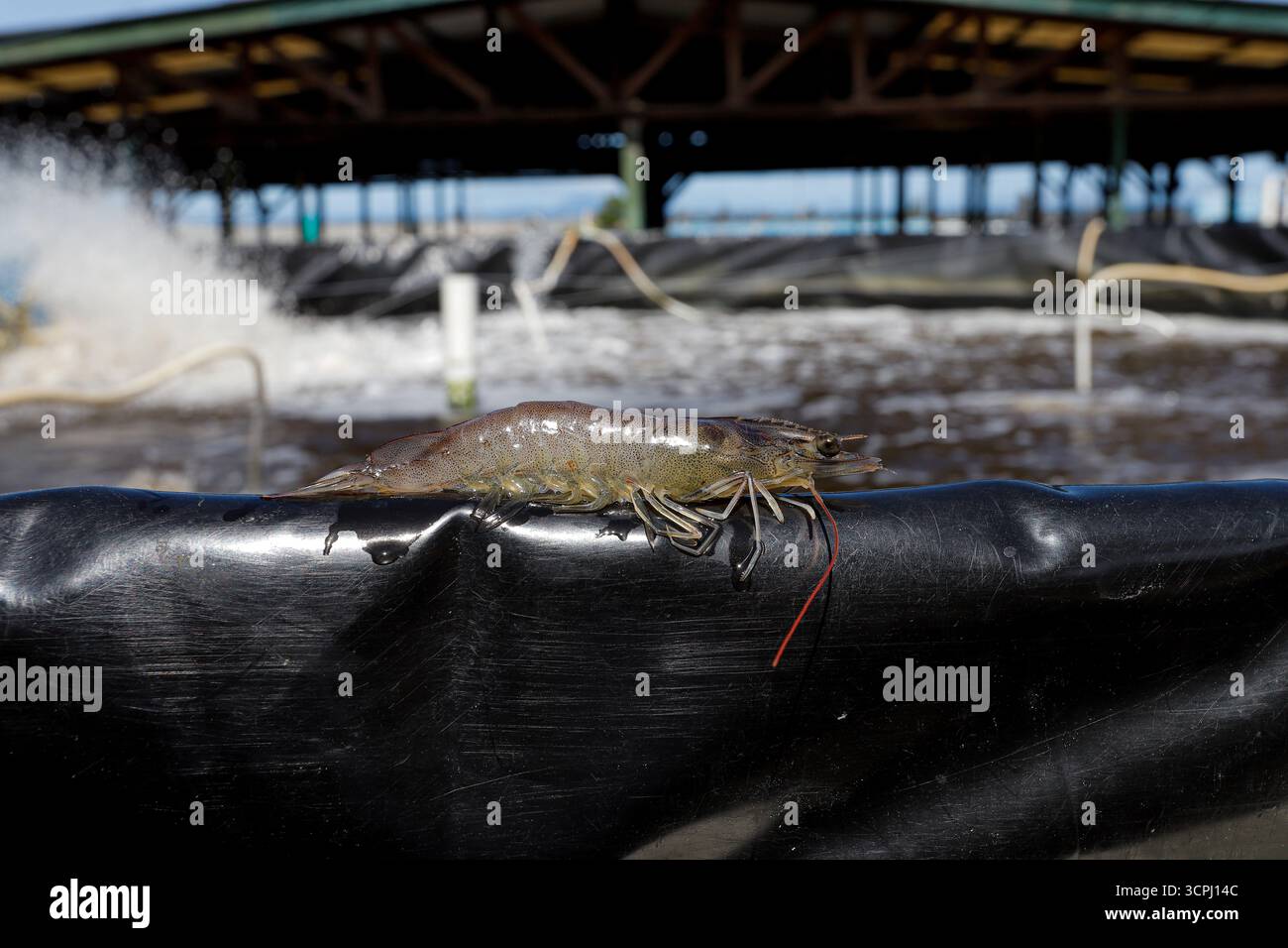 Vannamei Shrimp Farming in Outdoor Aquaculture Tanks Stock Photo - Alamy
