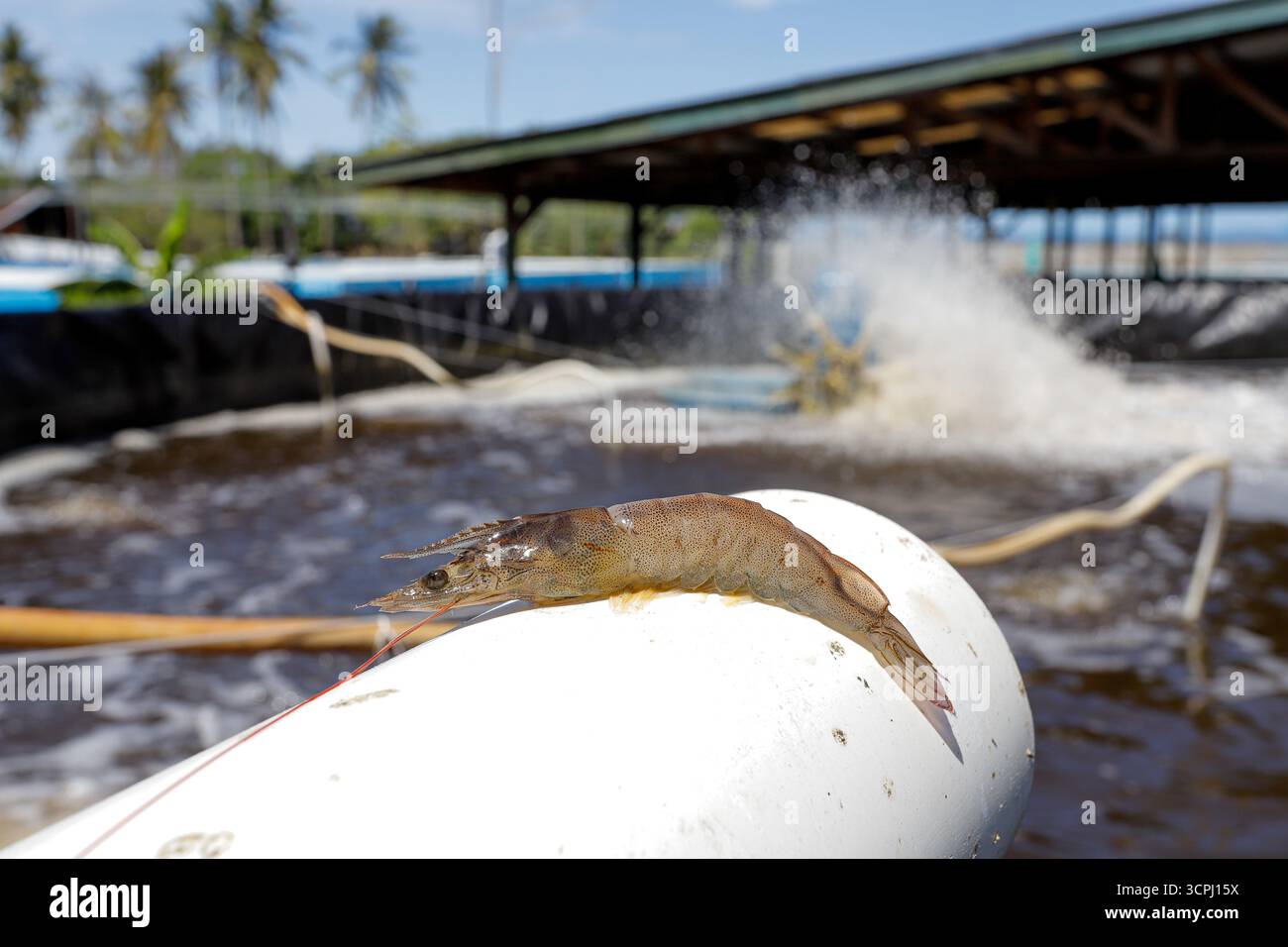 Vannamei farming hi-res stock photography and images - Alamy