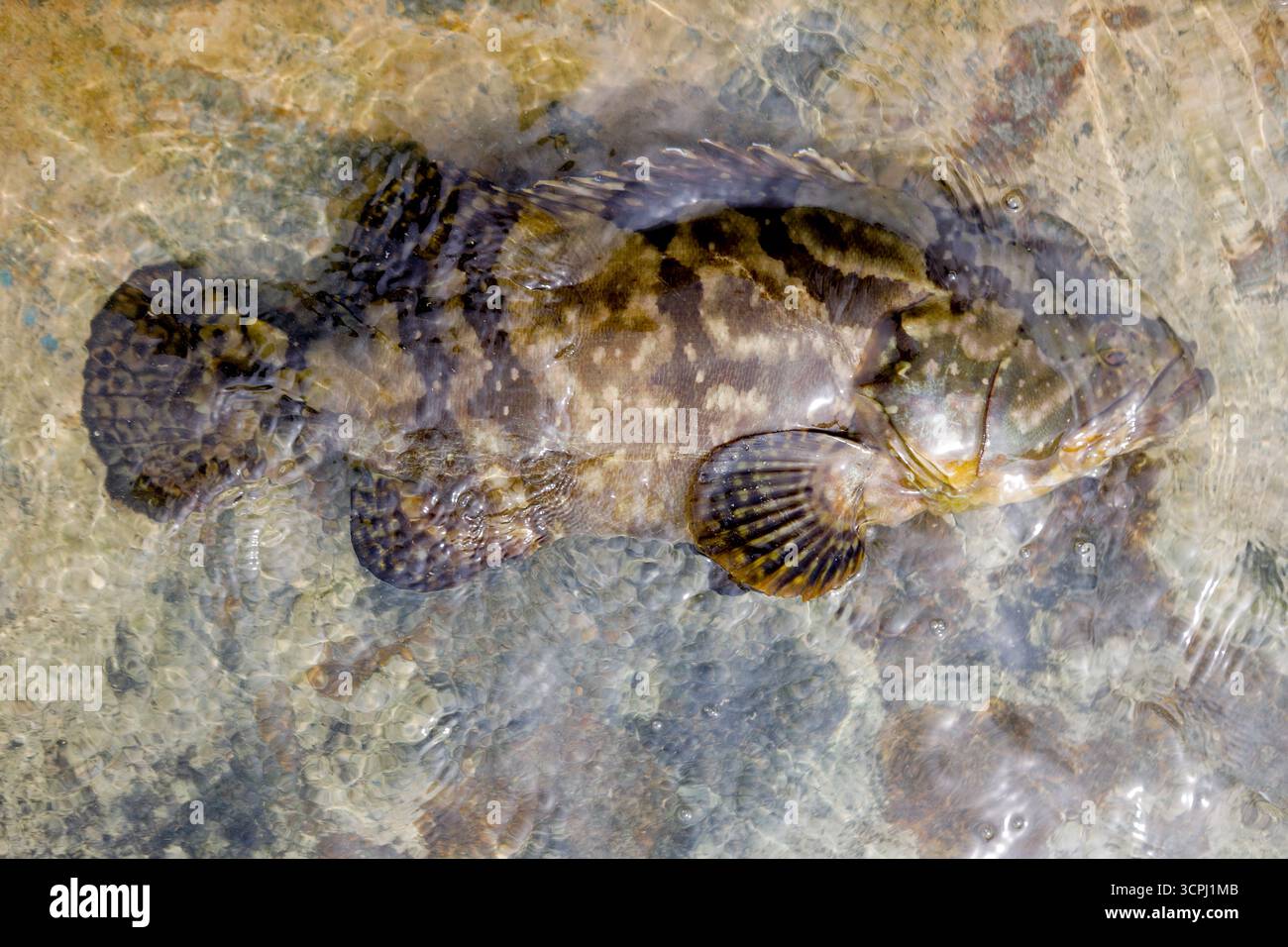 Fish snapper grouper hi-res stock photography and images - Alamy