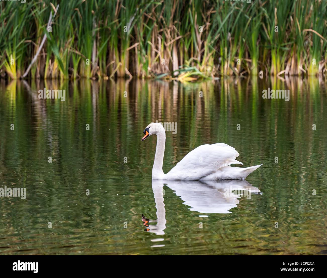 Bulrushes september hi-res stock photography and images - Alamy