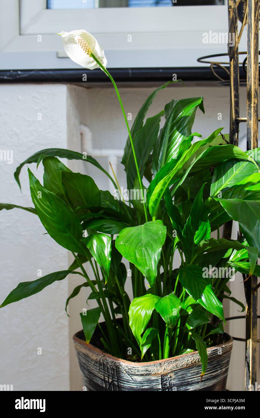 Spathiphyllum is a genus of perennial evergreen plants in the family ...