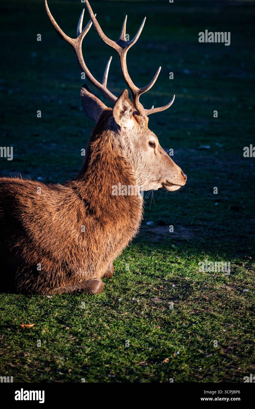 Wildlife uk park autumn 2025 hi-res stock photography and images - Alamy