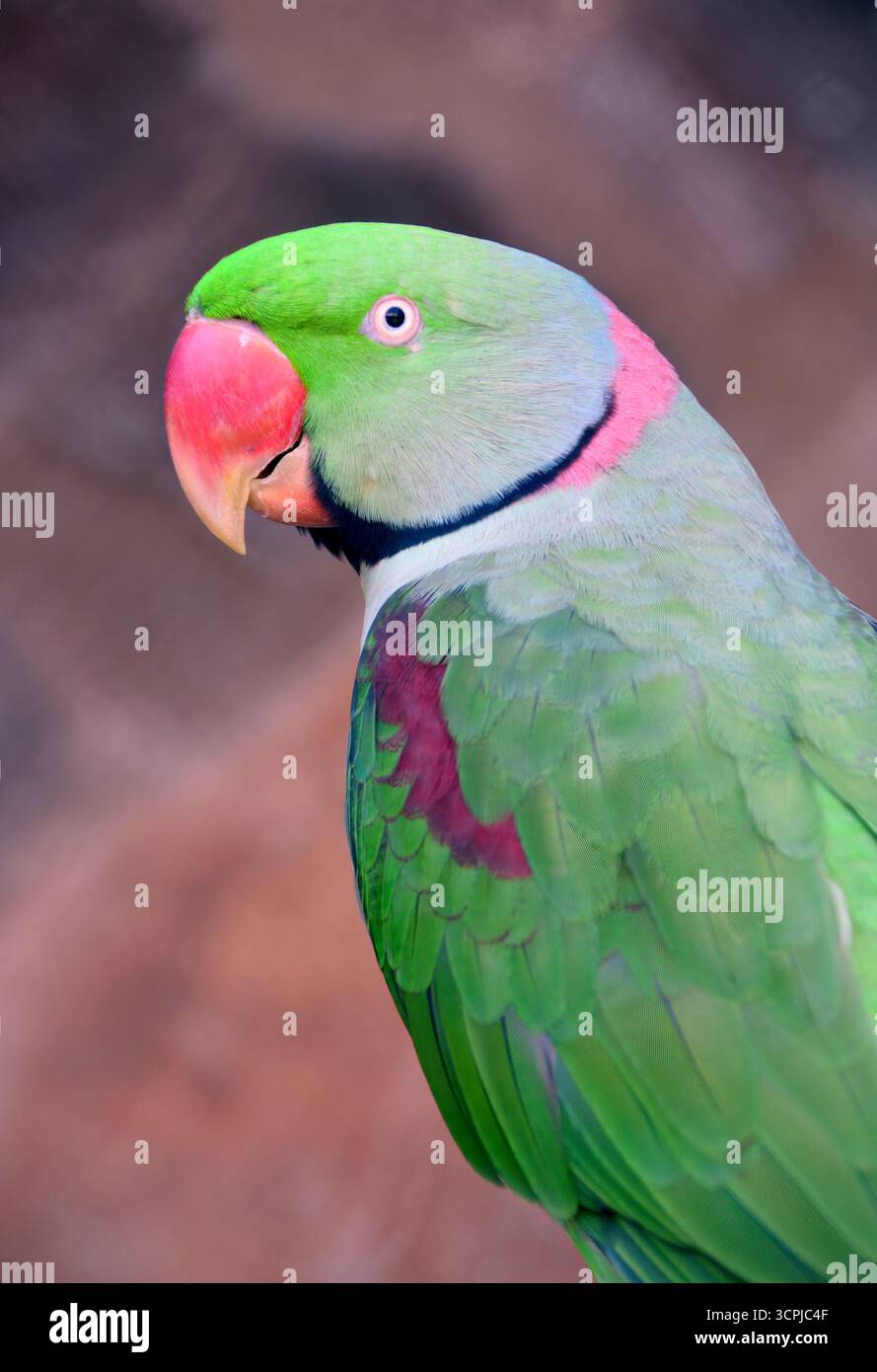 Perruche alexandre hi-res stock photography and images - Alamy