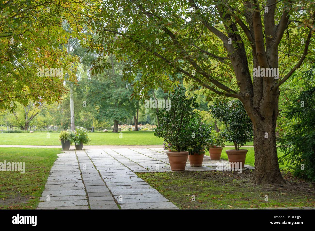 A paved garden path is lined with potted plants and shaded by a large ...