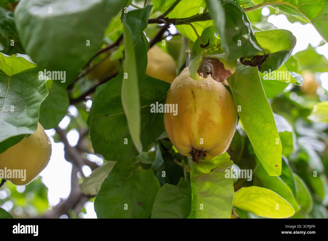 A close-up of a single quince fruit with fuzzy yellow skin hanging ...