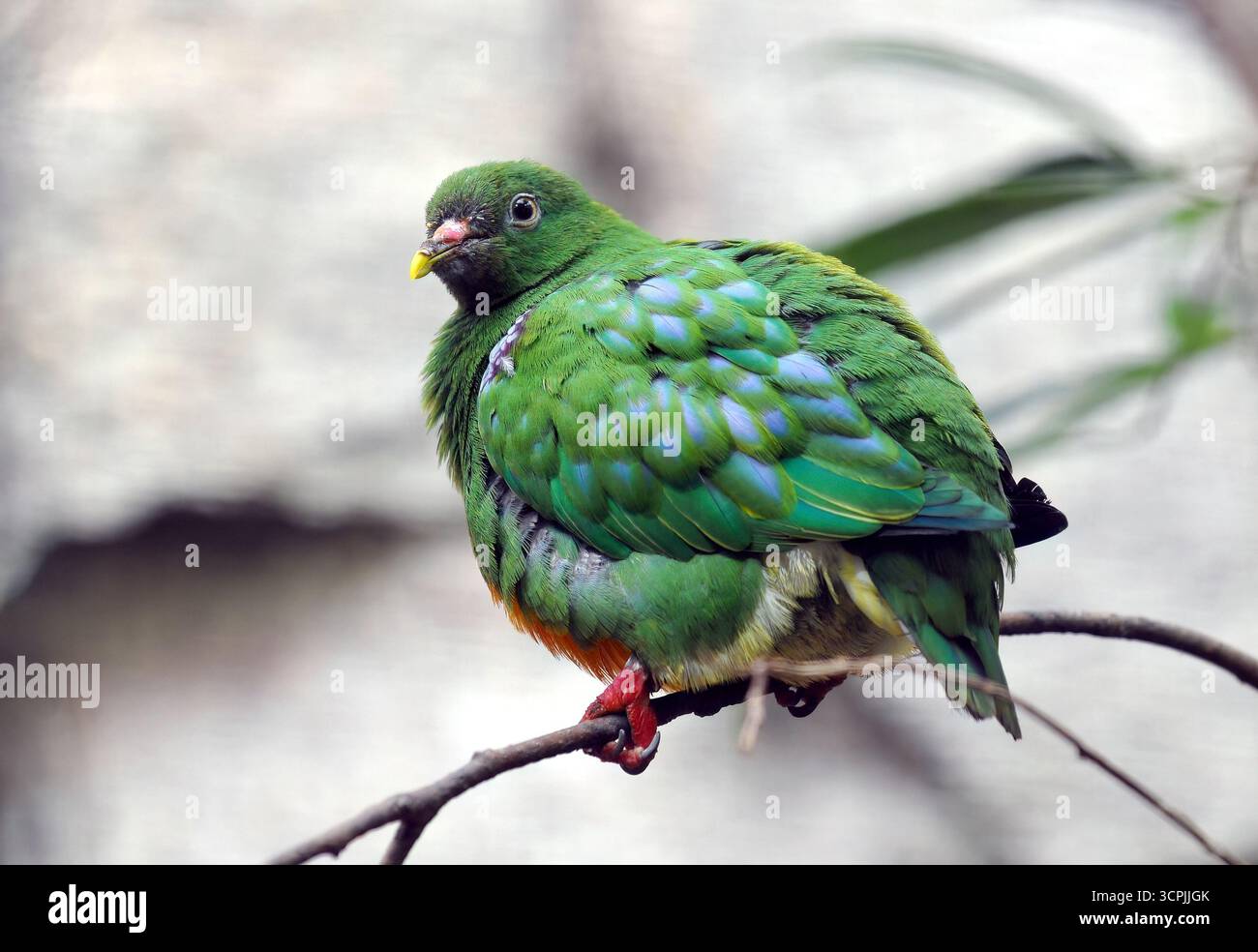 Ptilinopus iozonus hi-res stock photography and images - Alamy