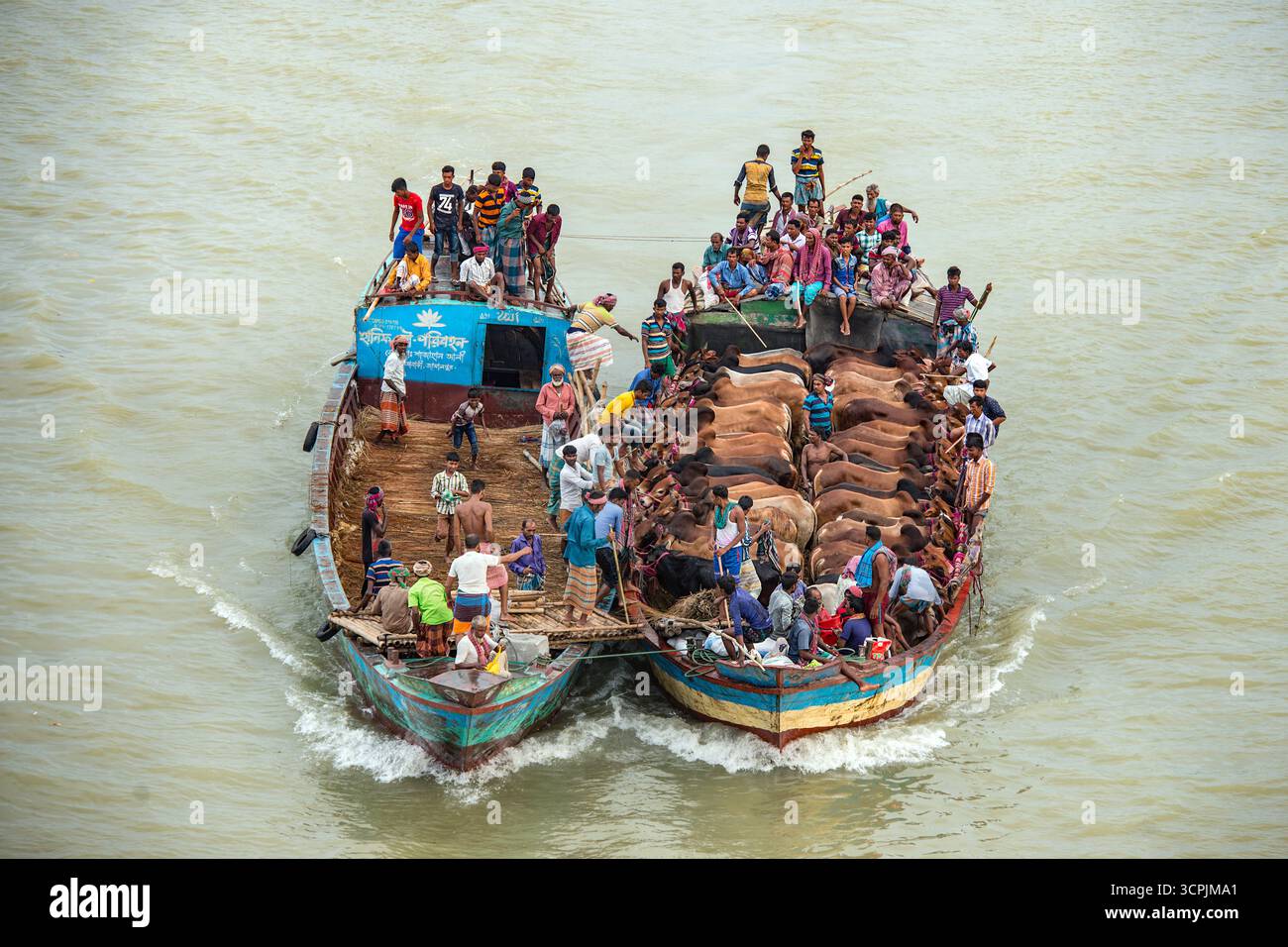 Cows boat hi-res stock photography and images - Alamy