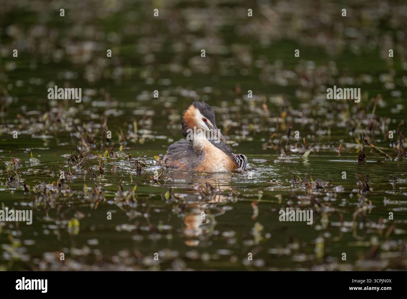 Great crested grebe in a pond with a baby grebe Stock Photo - Alamy