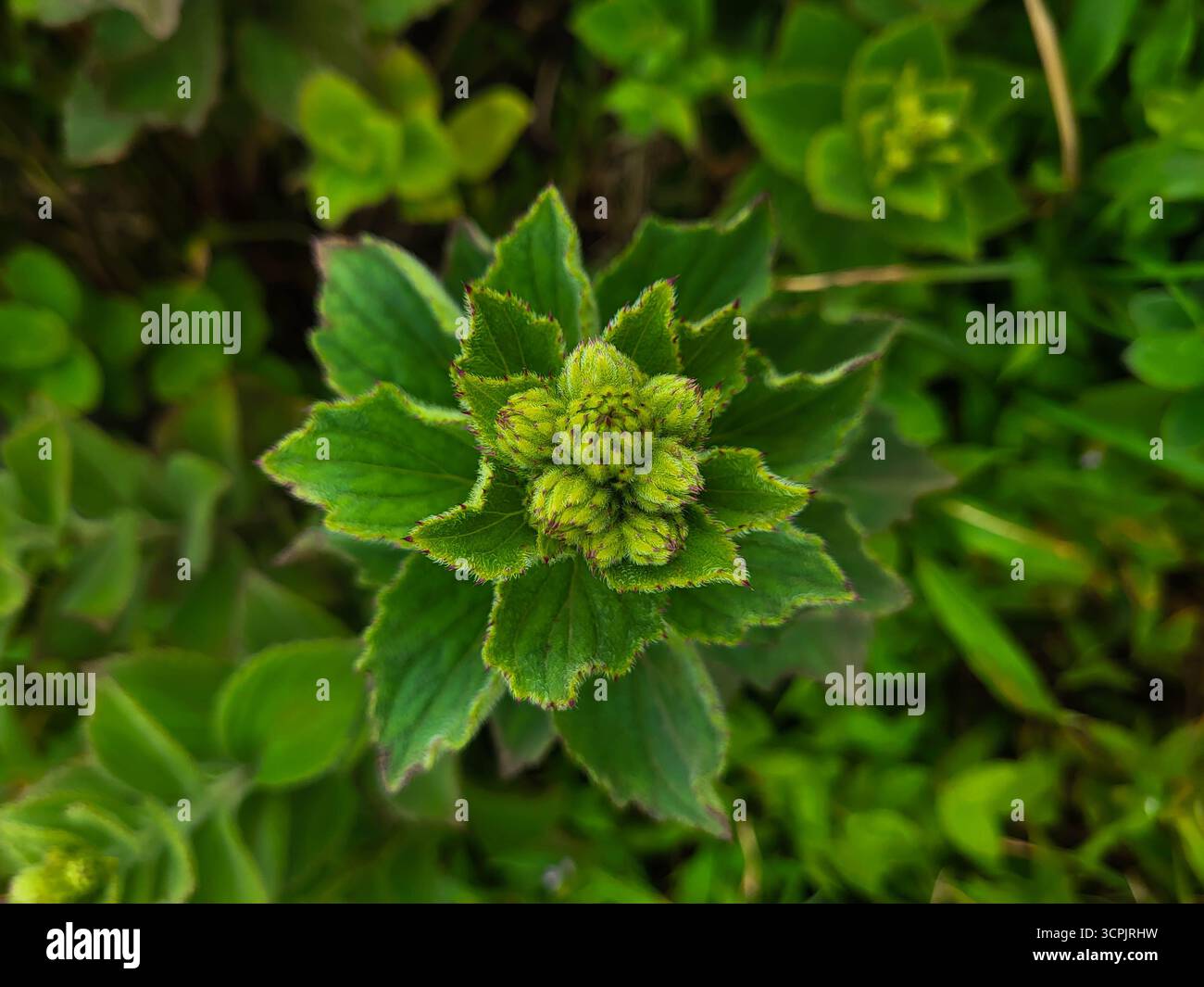 Karvi plant hi-res stock photography and images - Alamy