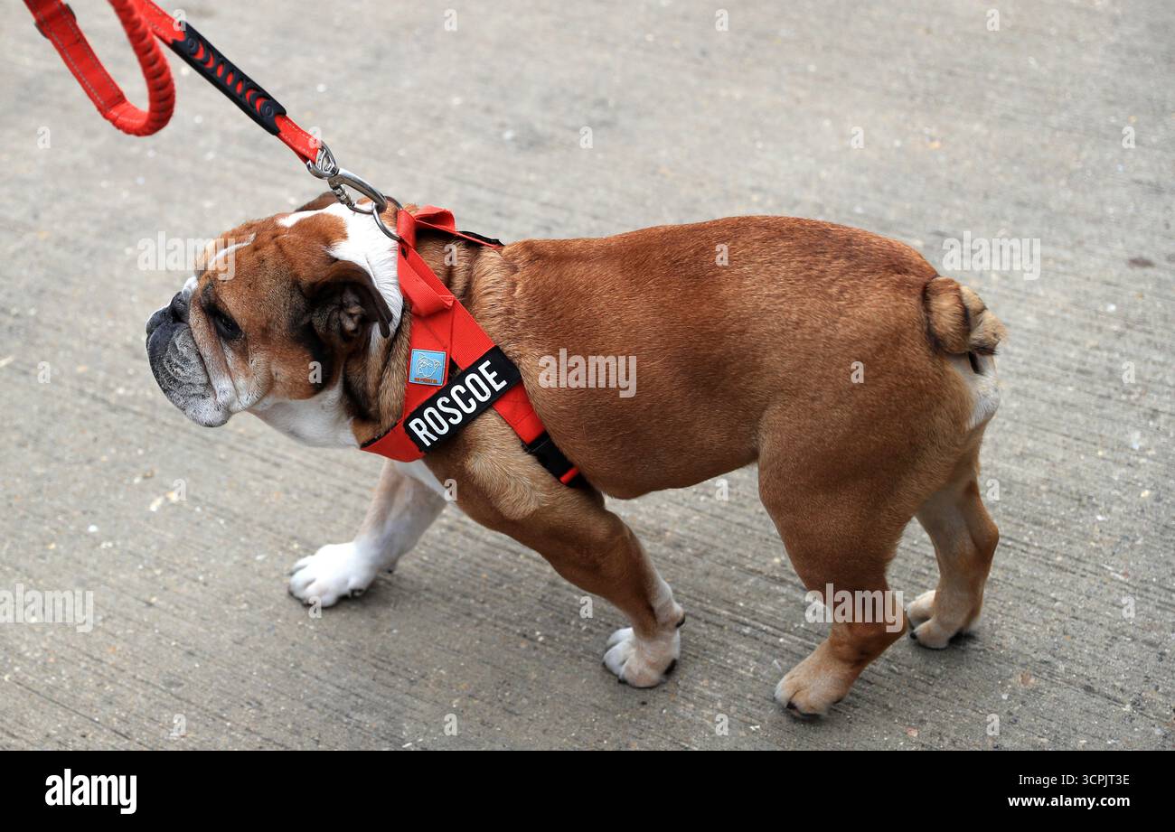 File photo dated 09/07/23 of Roscoe, Lewis Hamilton's dog. Lewis ...