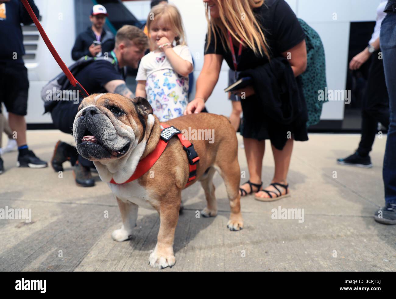 File photo dated 09/07/23 of Roscoe, Lewis Hamilton's dog. Lewis ...