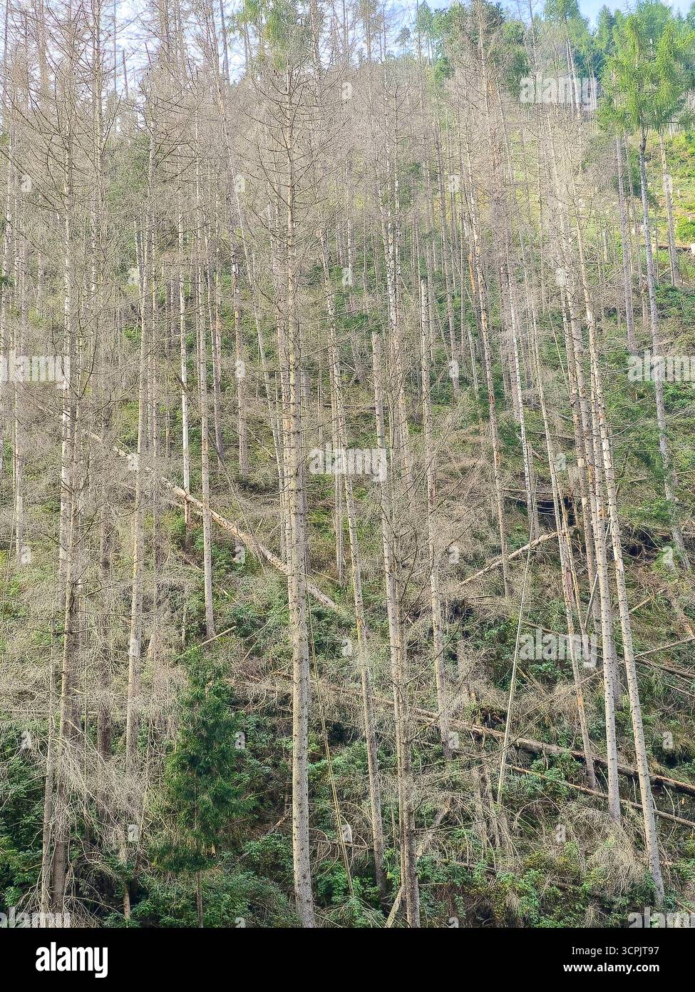 Waldschaden durch Borkenkäfer Abgestorbene Nadelbäume durch Befall vom ...