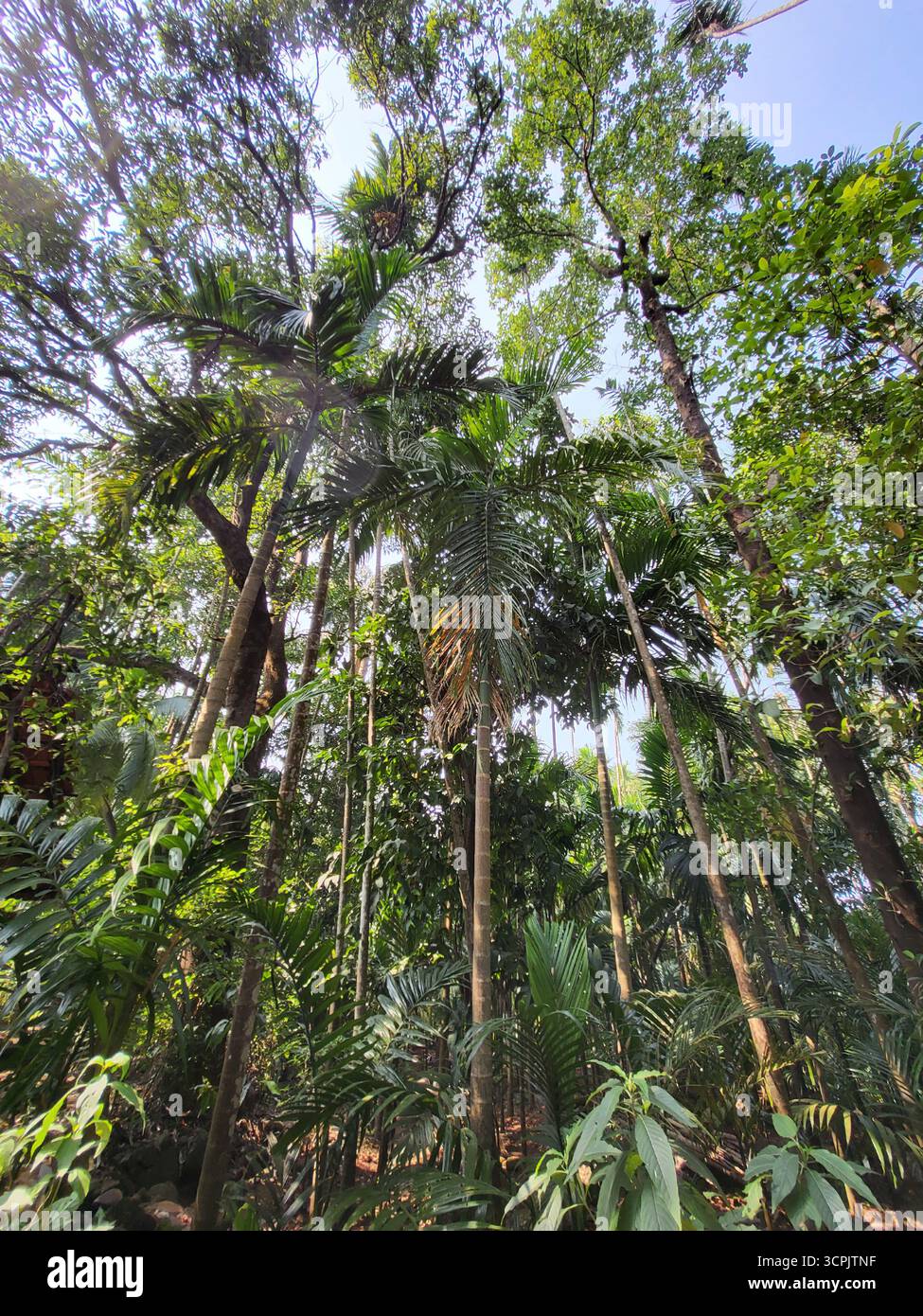 Set lush greenery tropical hi-res stock photography and images - Alamy