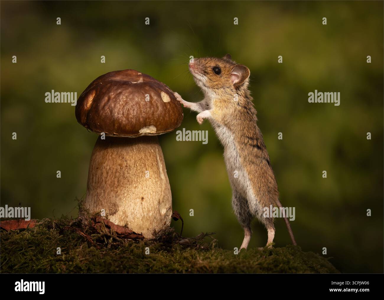 Field Mouse Standing by Toadstool Stock Photo - Alamy