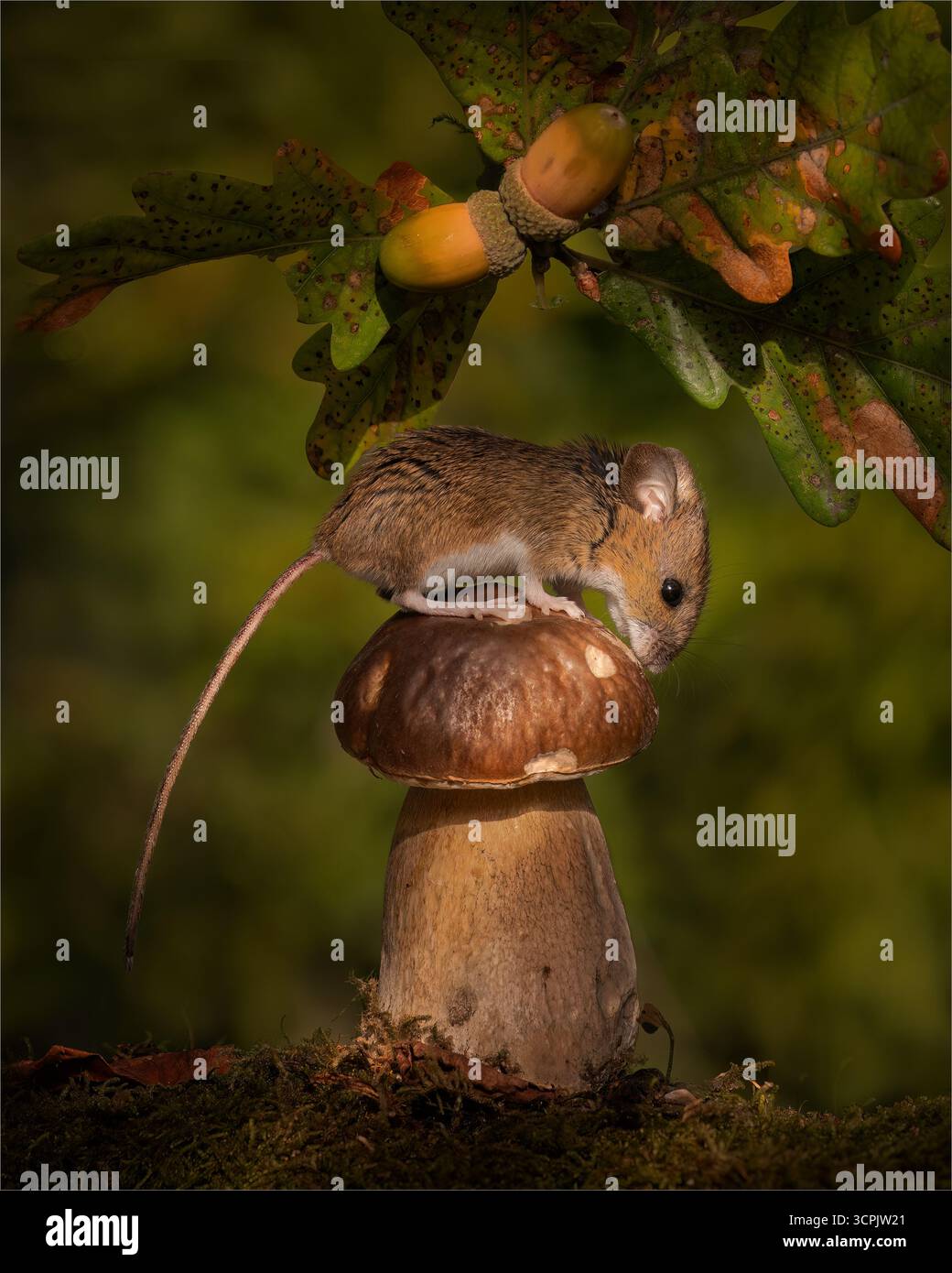 Mouse on leaves hi-res stock photography and images - Alamy