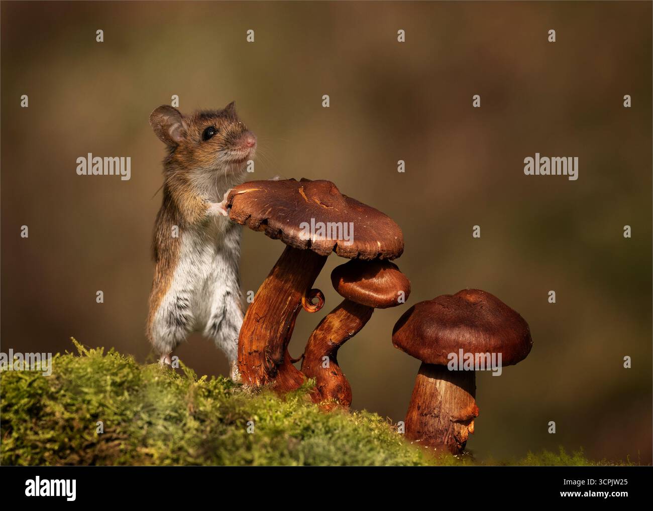 England standing nature hi-res stock photography and images - Alamy