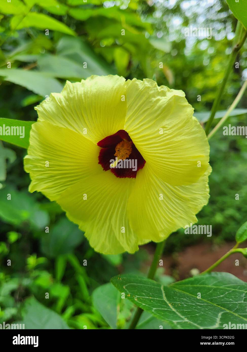 Lush green hibiscus foliage outdoors hi-res stock photography and ...
